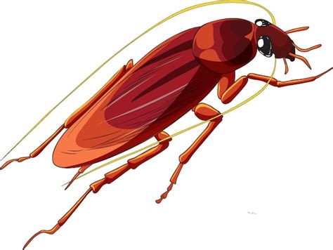Vectores E Ilustraciones De Pintura Cucaracha Para Descargar Gratis