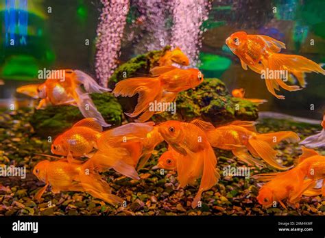 The Fantail Is A Goldfish Egg Shaped Body A High Dorsal Fin A Long