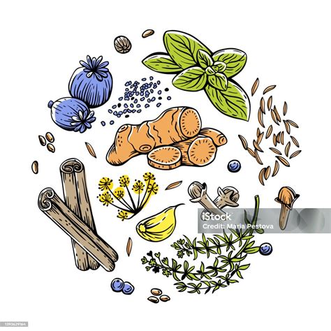 향신료와 허브 바질 파슬리 고수풀 로즈마리 계피 칠리 후추 백리향 심황 후추 생강 오레가노 커민 양귀비 아니스 마늘 딜이 있는 선형 일러스트레이션의 벡터 세트 강황에 대한