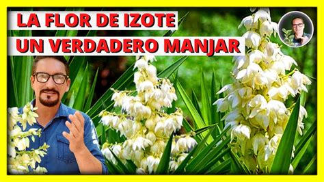 La Flor De Izote Un Verdadero Manjar Asi Preparo La Flor De Izote