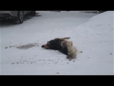 Видео от Друзья природы ДД Ю Т г Пензы — Видео от Друзья природы ДД Ю Т г Пензы ВКонтакте