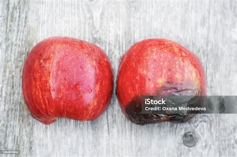 반쯤 익은 빨간 사과의 컨셉 이미지로 다양한 개발 단계를 보여 주었습니다 사과의 곰팡이 질병 붉은 사과의 곰팡이가 득실거리는
