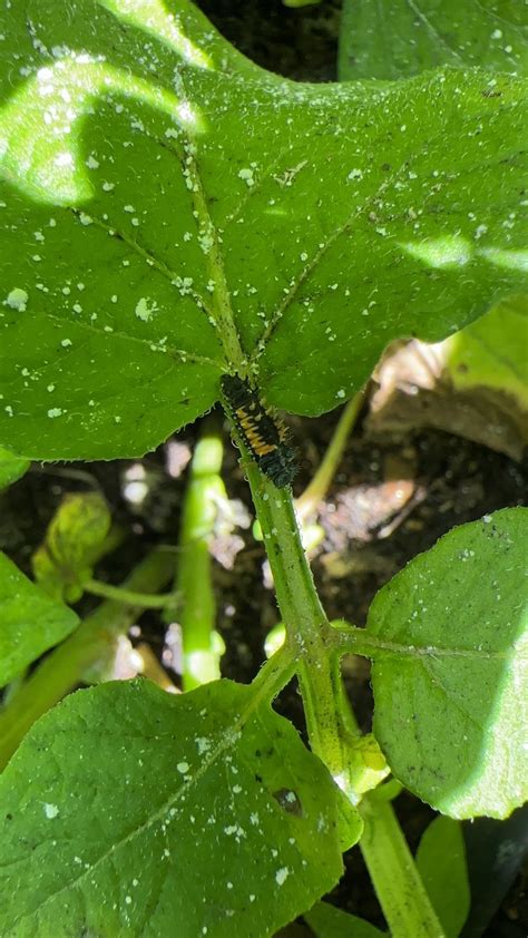 Bug Id Help Central Texas R Texasgardening