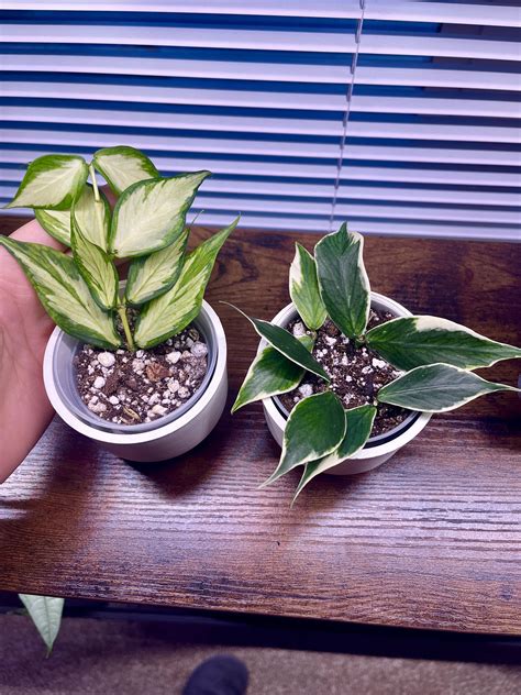 Anyone Else Obsessed With Propping Rhoyas