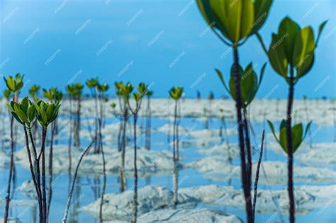 Premium Photo Closeup View Of A Mangrove Root
