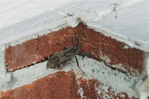 The Deadly And Intriguing World Of The Assassin Bug Coffee Table Science