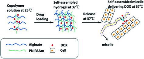 A Sodium Alginate Based Sustained Release Ipn Hydrogel And Its