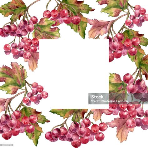 손으로 그린 빨간 가막살 나무속 식물 수채화 스타일의 나뭇잎이 고립된 사각형 프레임 소셜 미디어 템플릿 소박한 결혼식 장식 포장 계절 프레임 및 문구류를 위한 가을 디자인