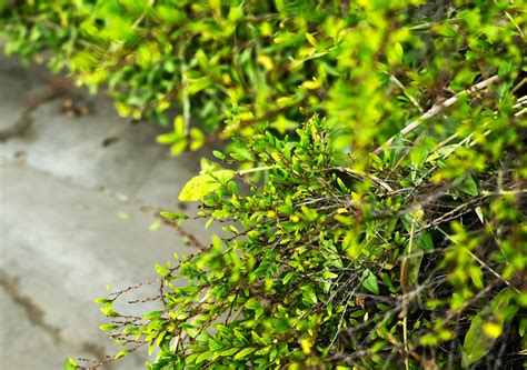 Cosmosoft Systems Dhaka