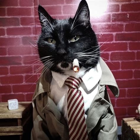 Pin By Andrea Campbell On Cute Animal Pictures That Make Me Smile Cat