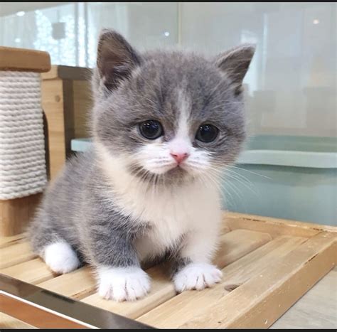 Ginger Munchkin Cats