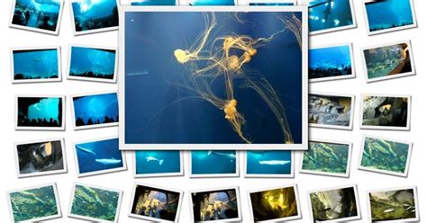 i d rather be programming creating an image gallery in html5