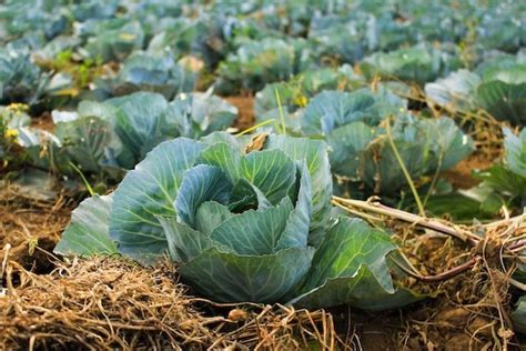 Complete Guide On Farming Of Cabbage Agriculture Review