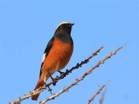 Птица с белым пятном на голове картинки и фото Poknok Art