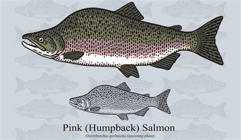 Humpy Salmon A Complete Guide To Alaskas Smallest Salmon
