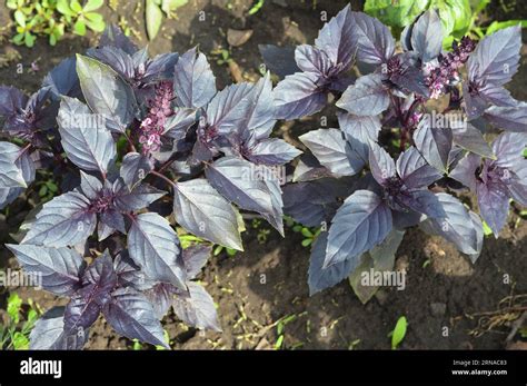 Growing Purple Dark Opal Basil Purple Basil Plant Or Ocimum Basilicum