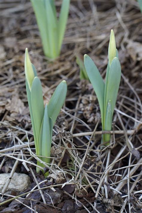 무료 이미지 자연 잎 녹색 흙 식물학 정원 플로라 크로커스 헌병 초기 블루머 아룸 봄 깨우기 꽃 피는 식물 스텐 겔 잔디 가족 식물 줄기