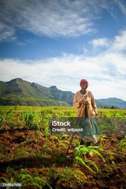 전체 길이 아프리카 농촌 환경에서 옥수수 옥수수 밭에서 전통적인 괭이로 카메라를 보고 있는 시니어 아프리카 여성 아프리카에 대한