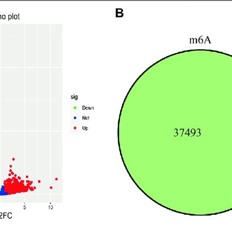 Differentially Expressed M6a Lncrnas A The Volcano Plot Has Shown