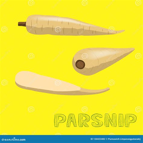 Vegetable Kind Parsnip Vector Illustration Stock Vector Illustration Vegetable Kind Parsnip Vector Illustration Stock Vector Illustration