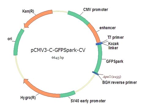 Pcmv3 C Gfpspark Control Vector C Terminal Gfpspark Tagged Sinobiological