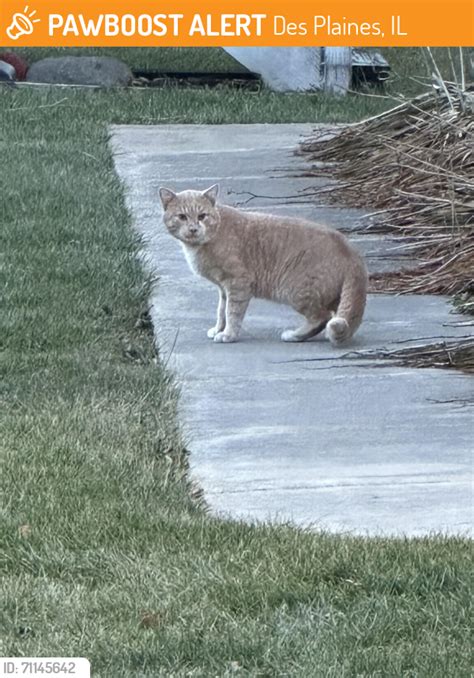 Des Plaines Il Stray Male Cat Found Near Maple And Pratt In Des Plaines Pawboost