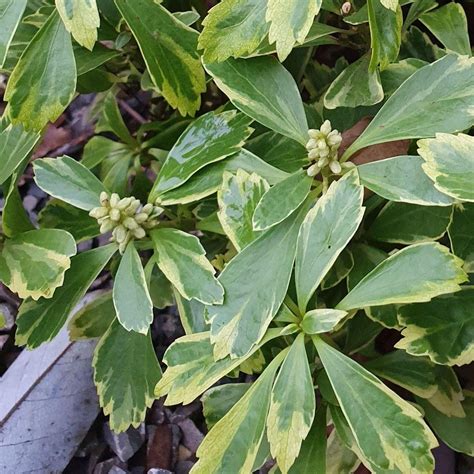 Buy Japanese Spurge Pachysandra Terminalis Variegata £7 99 Delivery By