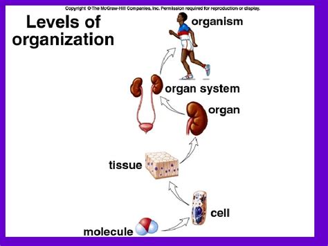Levels Of Cellular Organization 6 Th Science 2011