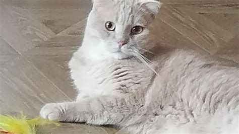 Худеем с МОИМ КОТИКОМ - YouTube