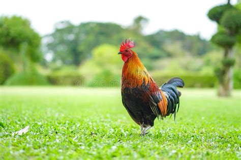 Asian Rooster Bantam Chick Red Orange Black And Brown Colour On It At