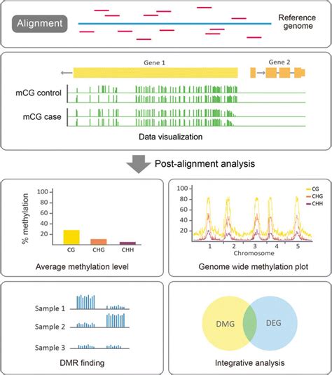 computational pipeline for genome wide bisulfite sequencing data