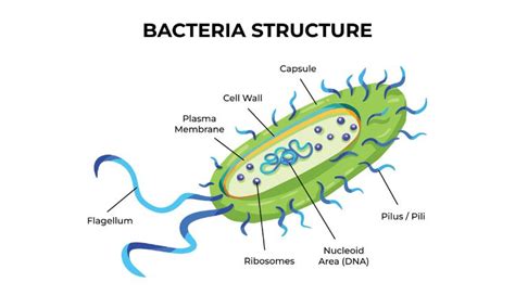 ¿cuáles Son Las Partes De Una Bacteria Tamaños Y Tipos Ieqfb