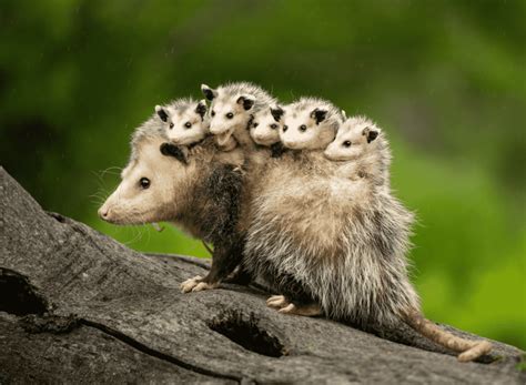 Meet The Opossum A Silent Hero In Your Backyard New And Tips