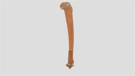 19614b 4righttibia 3d Model By Amatkins 2347925 Sketchfab 19614b 4righttibia 3d Model By Amatkins 2347925 Sketchfab
