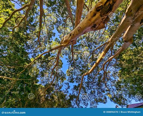 Blue Sky Showing Through The Top Of A Tall Gum Tree Australia Stock