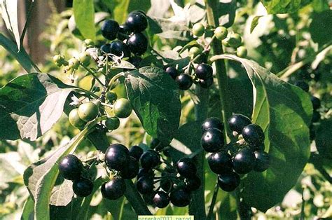 Санберри солнечная ягода, Sunberry - Санберри - солнечная ягода ...