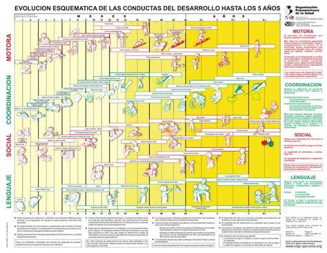 Esquema Del Desarrollo Futuramedica Encolores Udocz