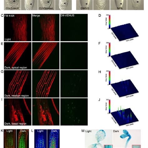 Light Regulates Pin1 Gfp And Pin2 Gfp Intracellular Localization In Download Scientific Diagram