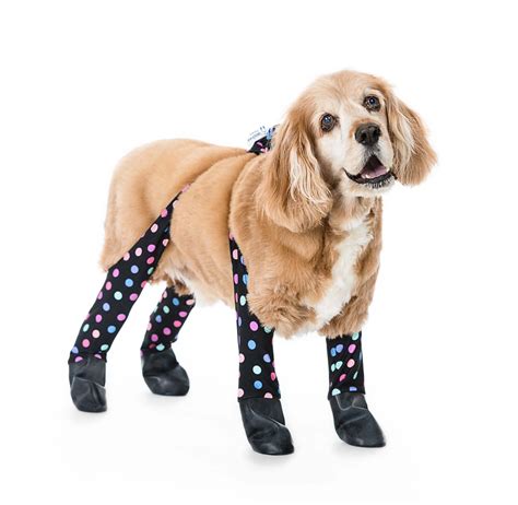 Cocker Spaniel Modeling Walkee Paws Headshots Nyc