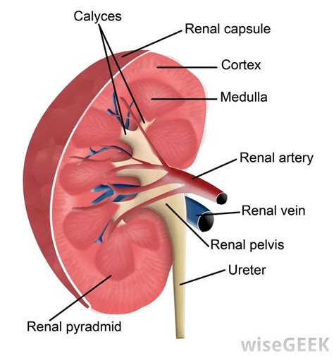 The Major Calyces Merge To Form A Single Funnel Shaped Form