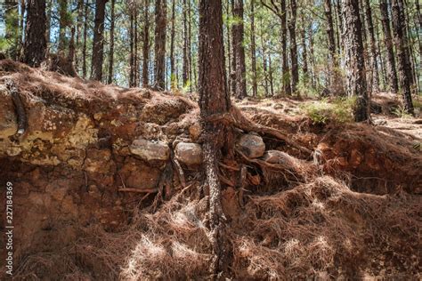Tree Root In Forest Ground Cross Section Pine Tree Forest Stock Photo Adobe Stock