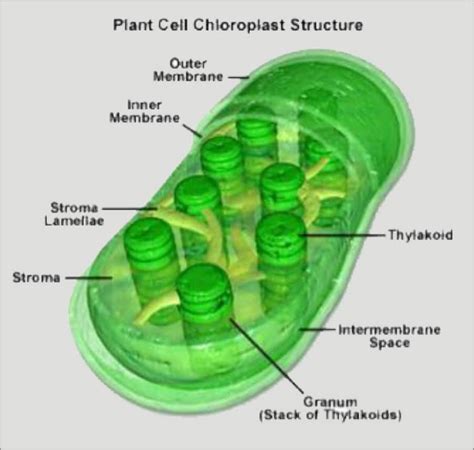 Structure Of Choroplast Diagram Cell Components And Their Fu