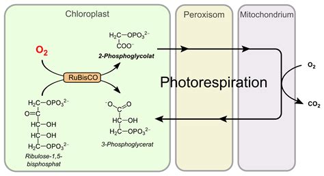 Photorespiration Or C2 Cycle Difference In C2 Cycle And Dark Respiration