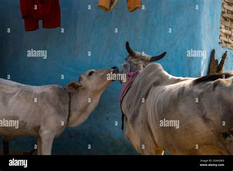 Cows And Bulls Are The Primary Cattle In Kabirgamha Village In