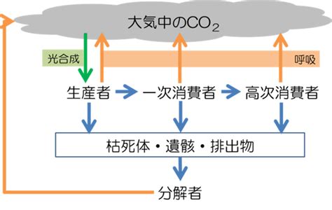 物質の循環図 自然界の物質の循環 食物連鎖と物質の循環（ざっくり）｜教科の学習 Kijto