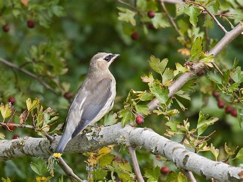 Juvenile Cedar Waxwing Pacific Nw Birder
