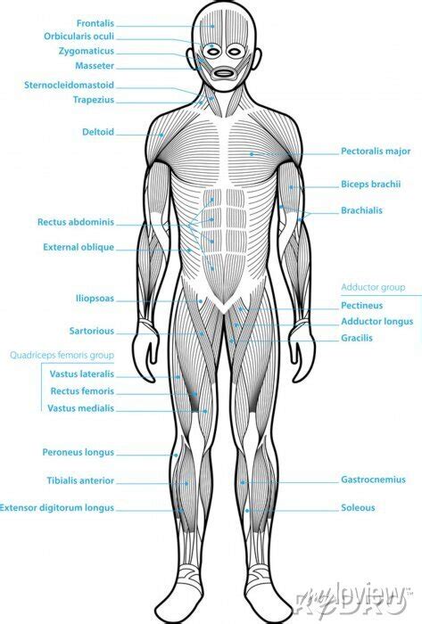 Stylized Anatomy Diagram Showing Major Muscle Groups Shown From