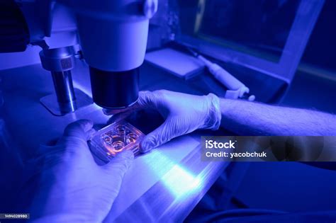 세포 배양 접시에서 인간 줄기 세포를 연구하는 실험실 작업자 35 39세에 대한 스톡 사진 및 기타 이미지 35 39세