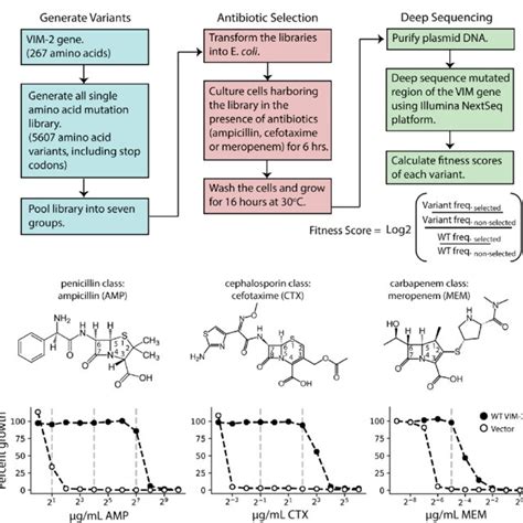 Deep Mutational Scanning Dms Overview A The Workflow For Dms All