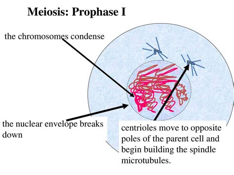 Cell Cycle Mitosis Vs Meiosis Ppt Download